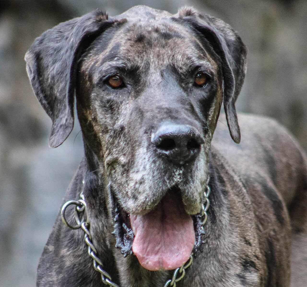 Dog osteoarthritis: What to do? What nutrition to choose? - Pet 2 Farm ...